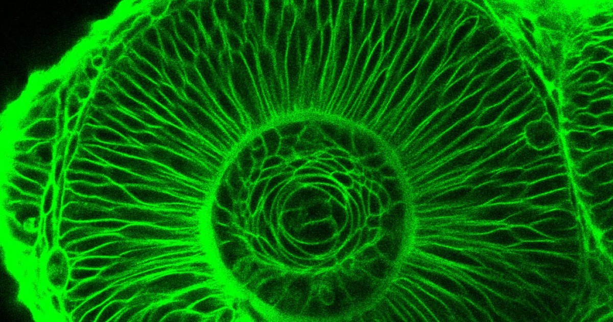 Retina Workshop 2019 | Okinawa Institute of Science and Technology OIST